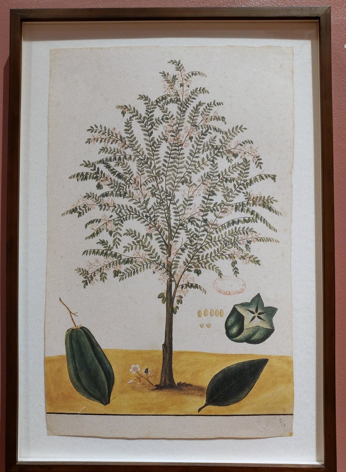 Juan De Cuellar: The 18th Century Botanical Expedition in the Philippines