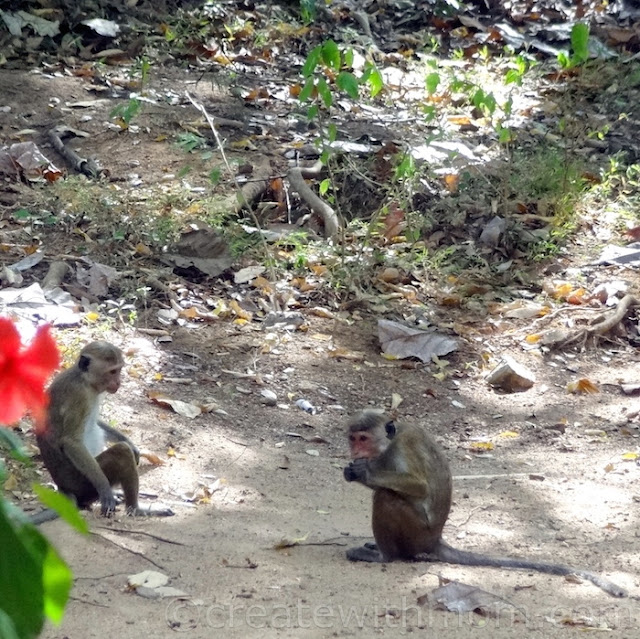 Create With Mom: Watch the amazing Macaque Monkeys on Disneynature ...