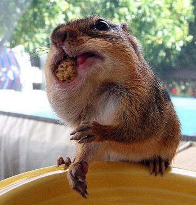 Esquilo guloso coloca o amendoim inteiro na boca - Ideias Green