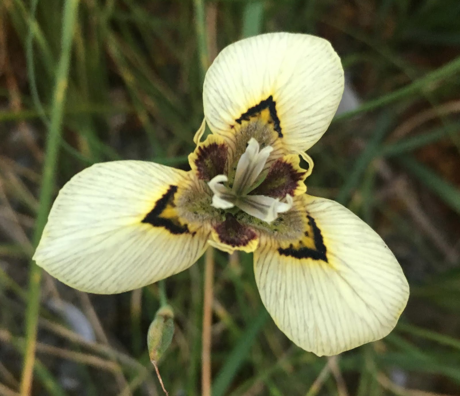 Growing Cool Plants: Moraea MM 17-20