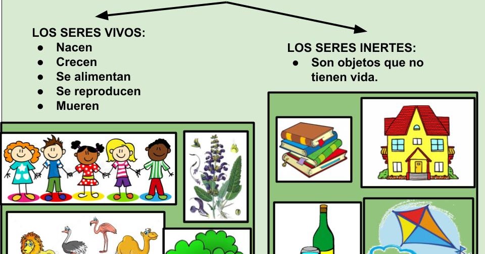 Primero Primaria: Seres vivos e inertes
