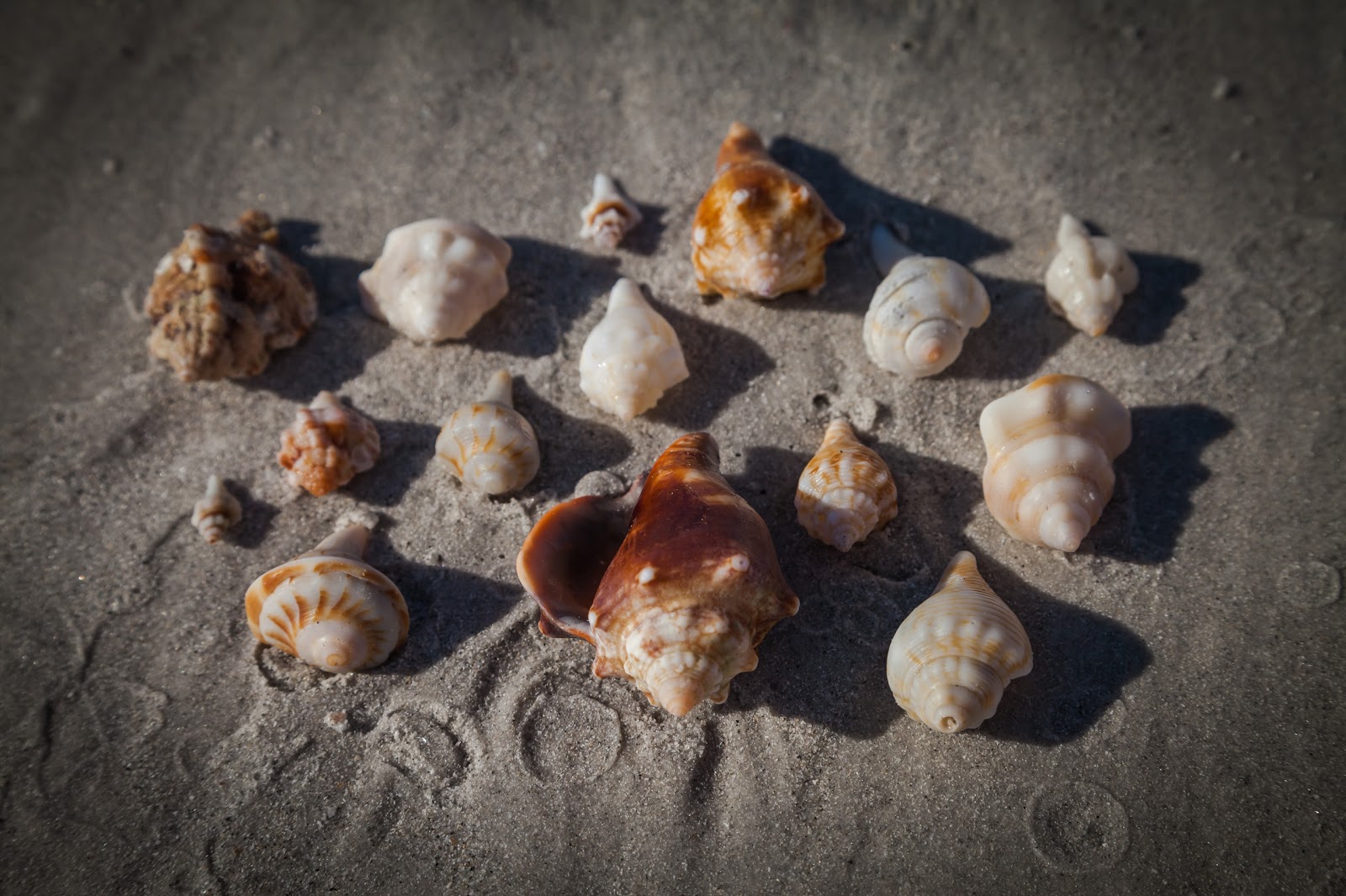 Where is the Best Place to Collect Sea Shells? - Explore the World with ...