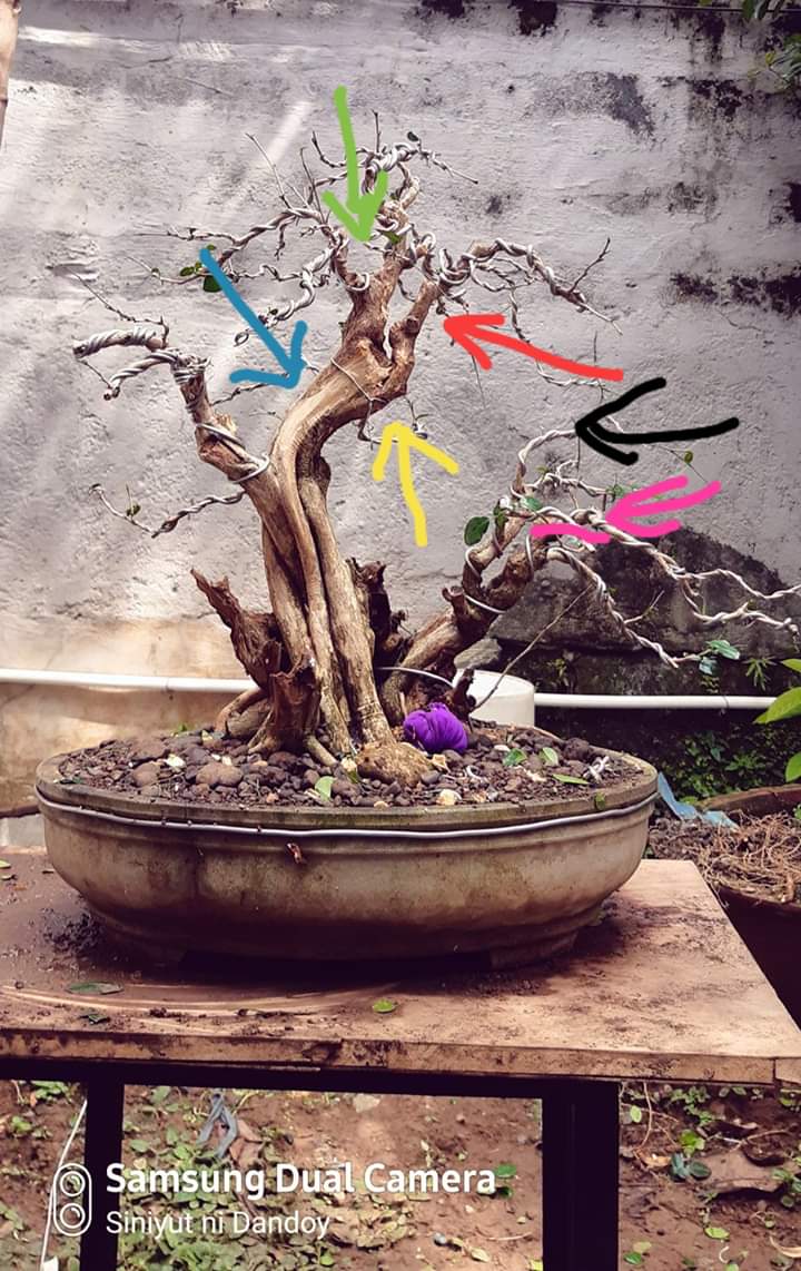 Mangyan Bonsai: Buhay Bonsai Artist: Pros & Cons sa Pagputol ng Sanga