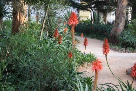 Um jardim para cuidar: Poupe água ! escolha plantas resistentes à secura