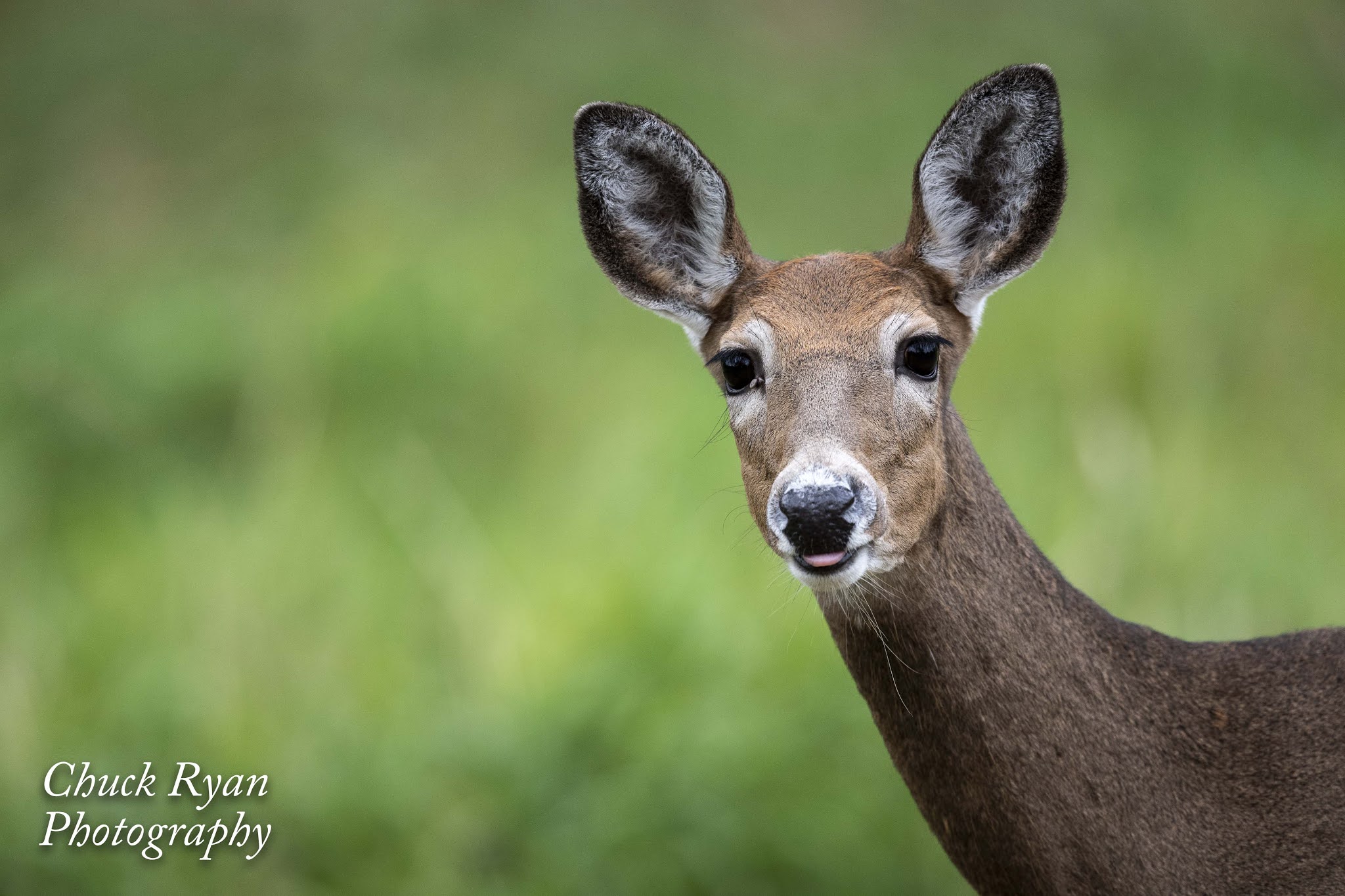 CIIcanoe Deer Head Shots ciicanoe-deer-head-shots