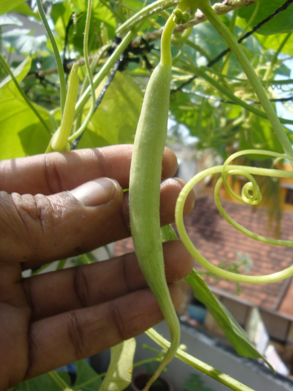 Organic micro farm and vegetable terrace garden : Snake Gourd Plantation