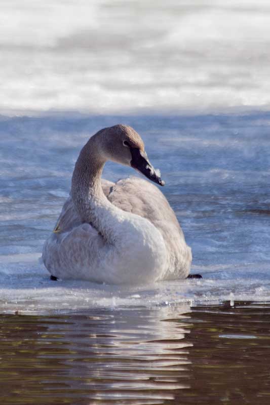 East Gwillimbury CameraGirl: Trumpeter Swans/Camera Critters
