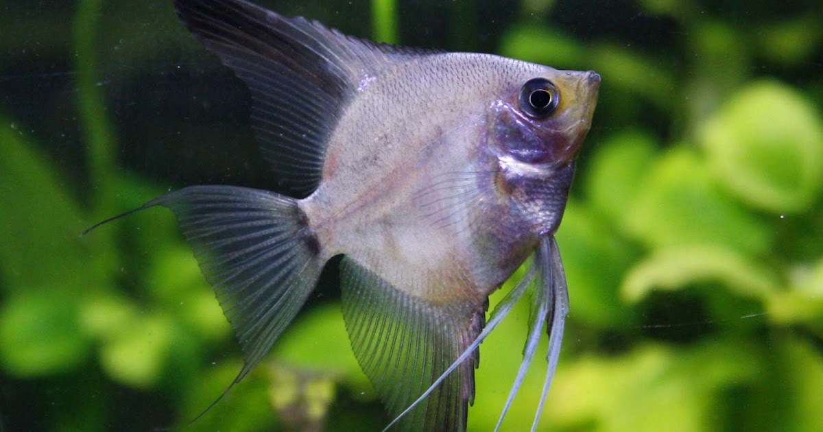 Econ Analysis Tools: List of popular fish