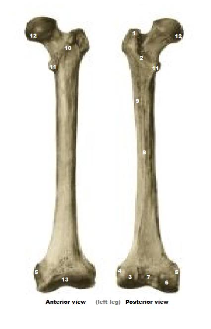 El Cuerpo Humano: El fémur