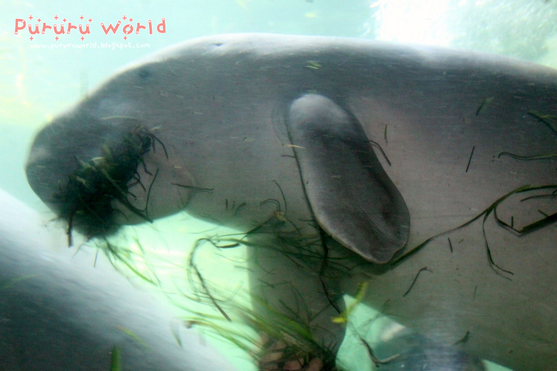 A Day at SeaWorld Indonesia | Milk Mochi