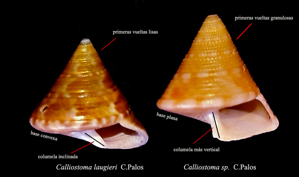 MALACOLOGÍA MEDITERRÁNEA: Calliostoma