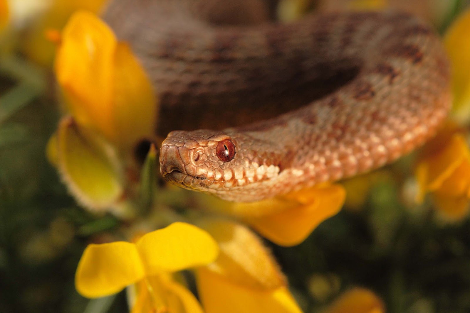 Snakes in the Forest of Dean: June 2012