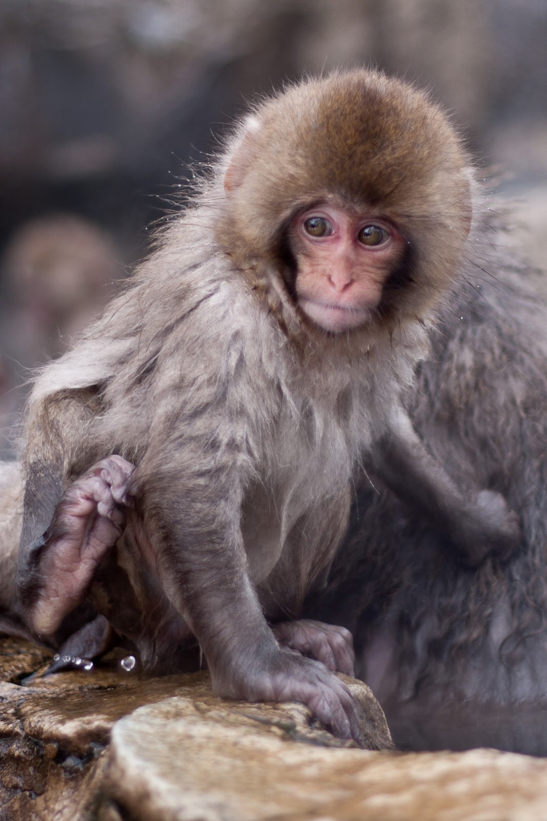 The Side Table: Japan, Day 12: Jigokudani Monkey Park