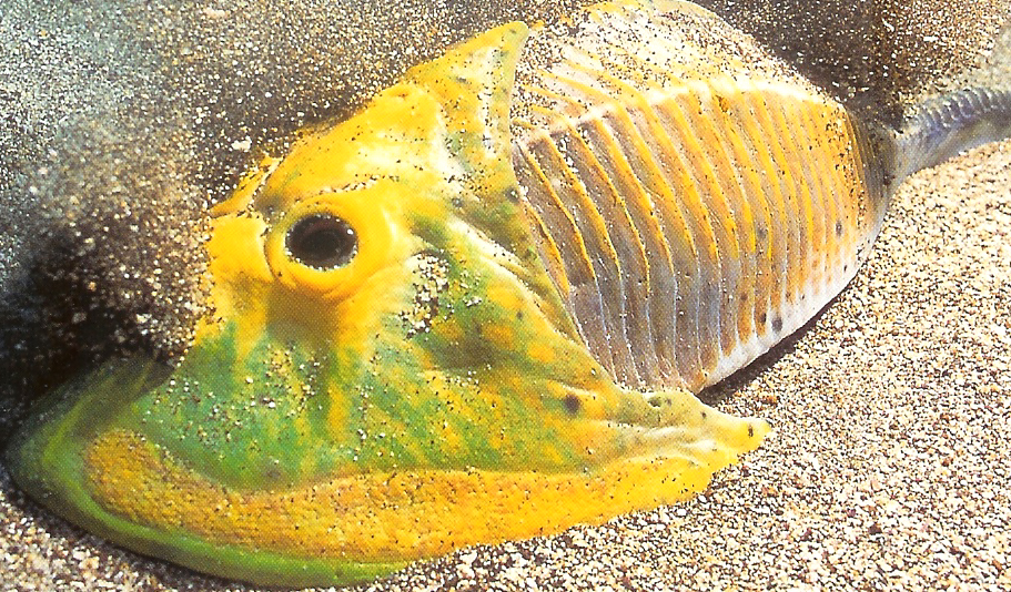 do jellyfish: Extinct Marine Animals