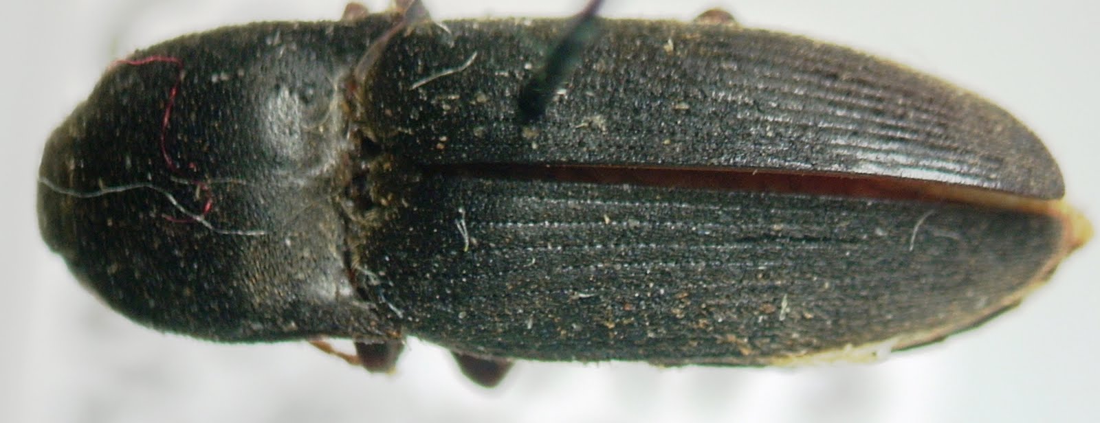 Entomologia: Conoderus rufangulus Gyllenhal