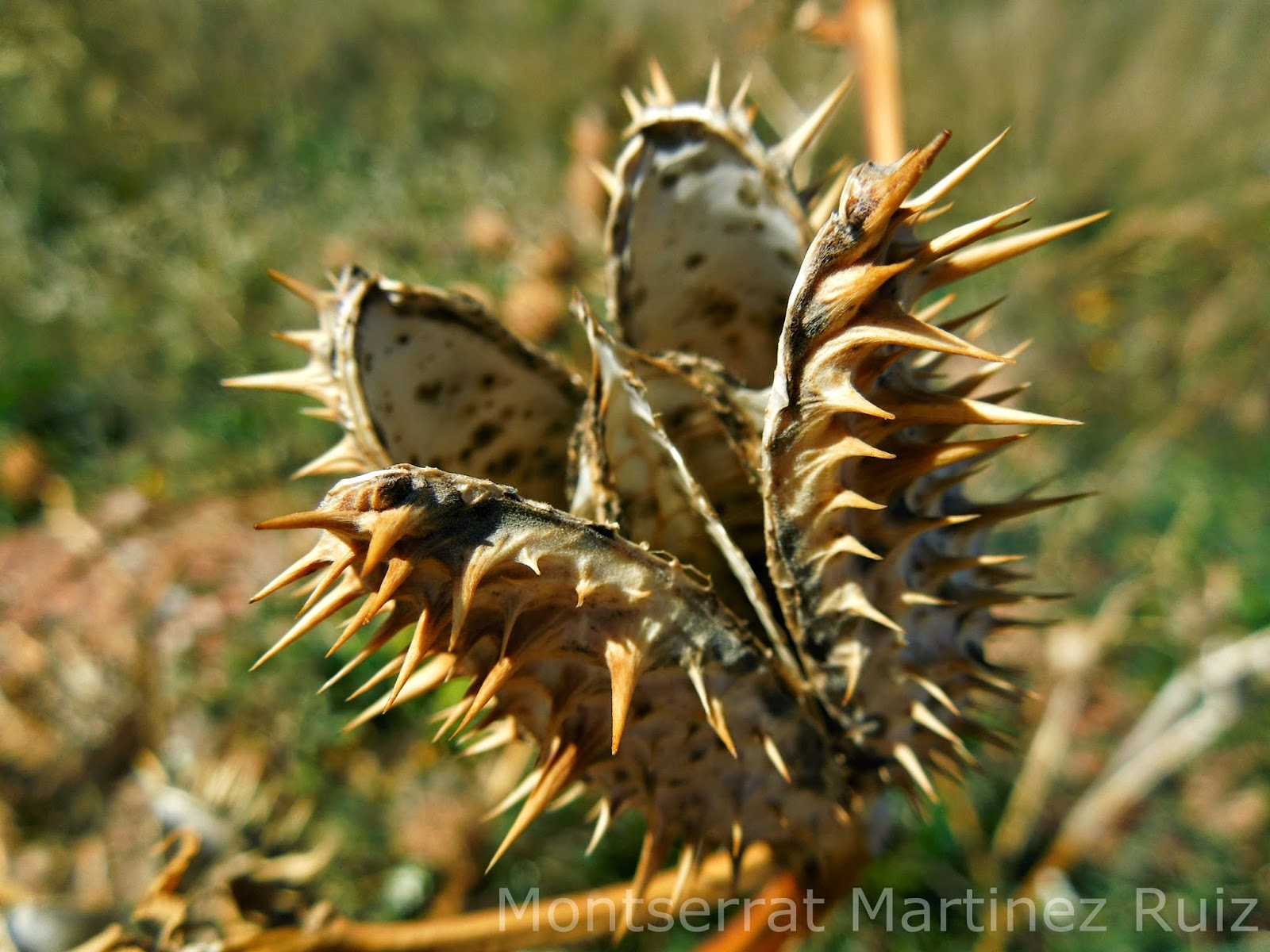 Fruto y semillas de ESTRAMONIO - BOTÀNIC SERRAT