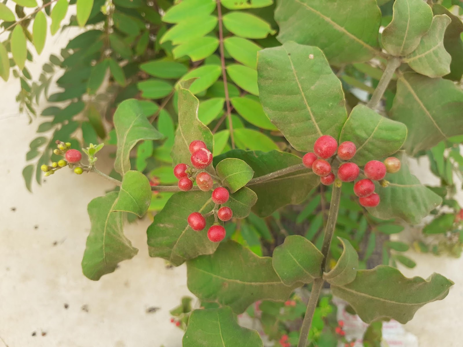 Plant Lovers: Patal Garuda