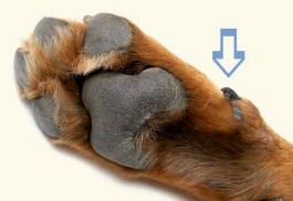 Synevovet - totul despre animalele de companie: Pintenii cainilor: Ce ...