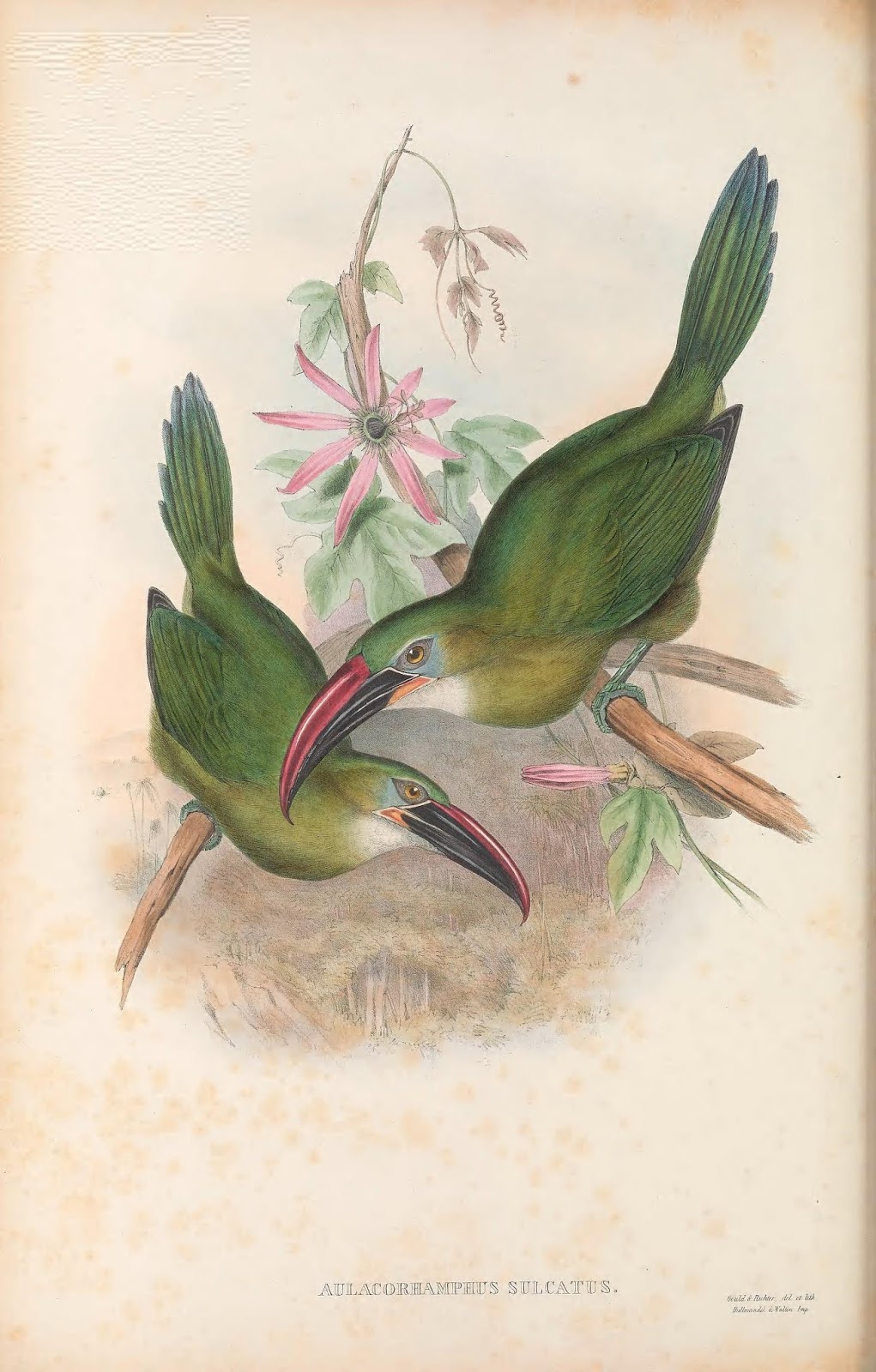 Ботанические иллюстрации. ТУКАН Тука́новые (лат. Ramphastidae) / Toucan