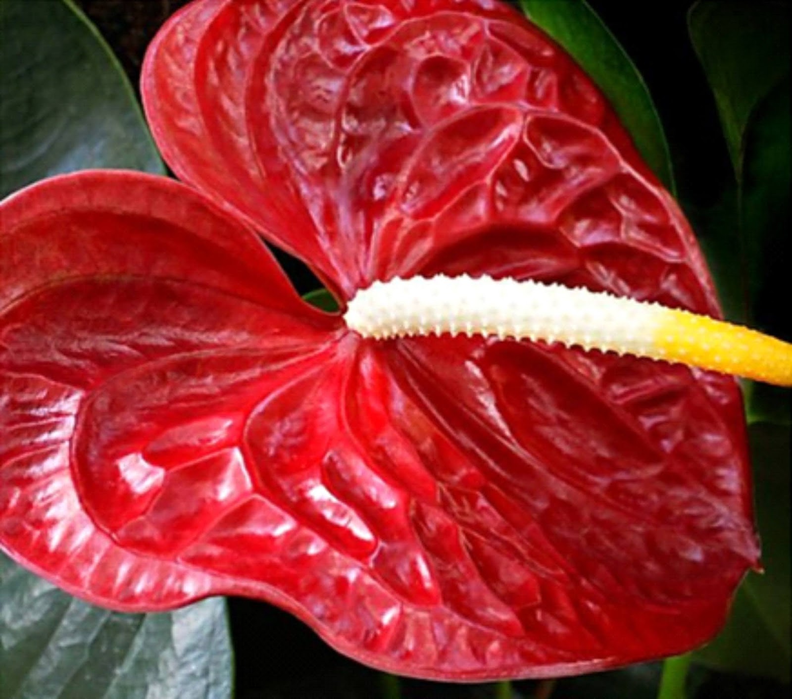 Antúrio (Anthurium andraeanum) | VEGETAÇÃO URBANA PAISAGISMO