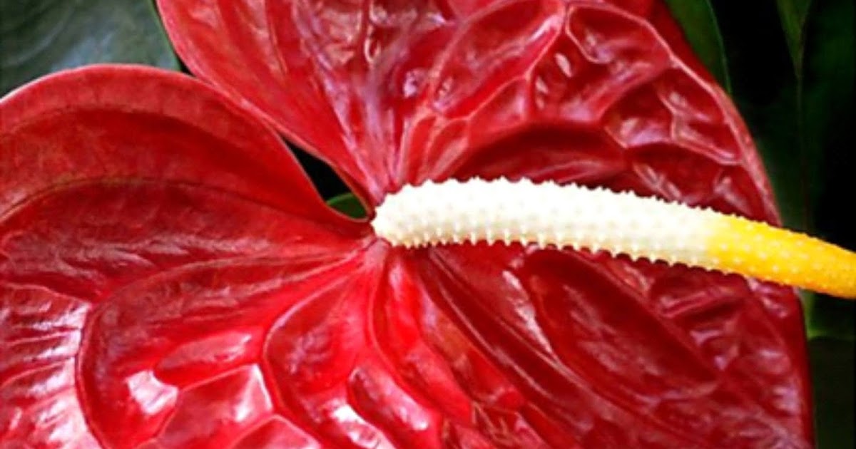 Antúrio (Anthurium andraeanum) | VEGETAÇÃO URBANA PAISAGISMO