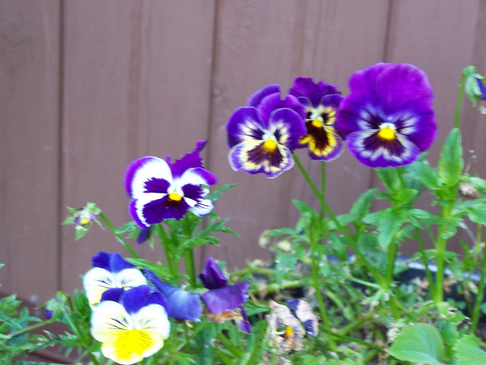 beatrice-euphemie-pansies