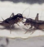 Anim Agro Technology: CARA MENTERNAK CENGKERIK EFEKTIF