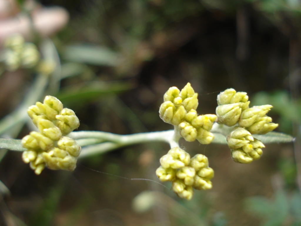 Macela - AprendaCultivar