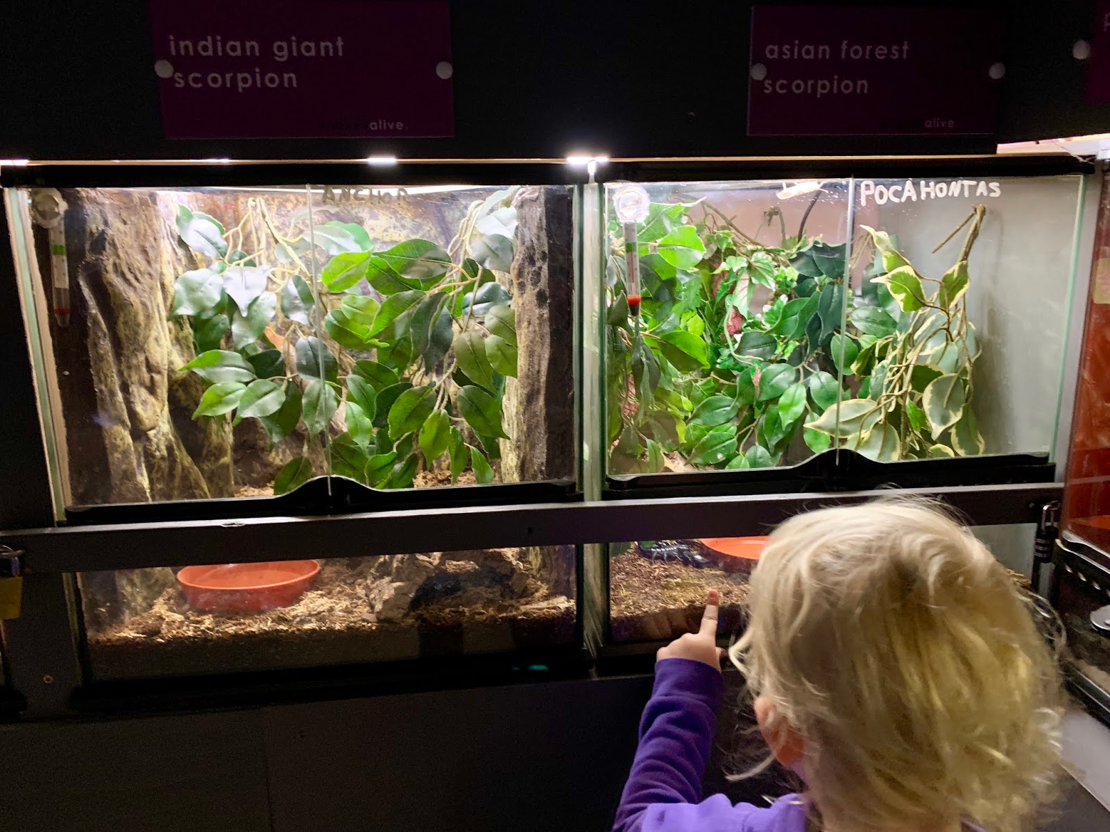 Review: Barleylands Farm Park, Billericay Essex - Counting To Ten