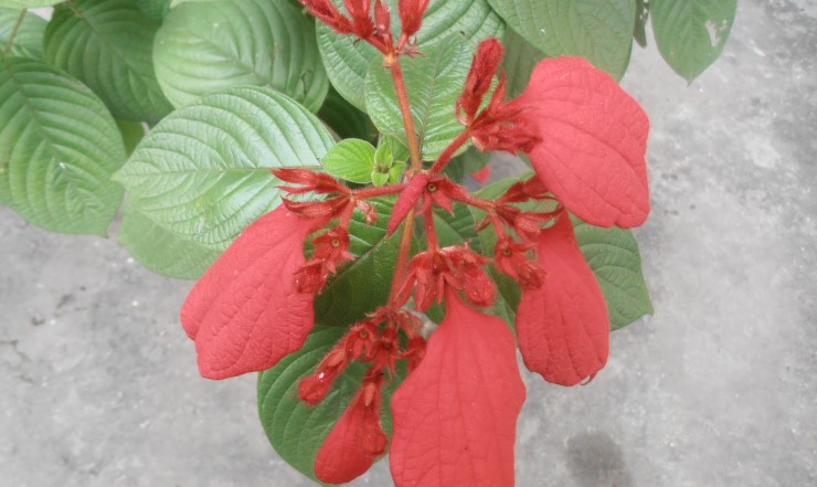 Ashanti blood | Red flag bush - Anipet Plants Gallery