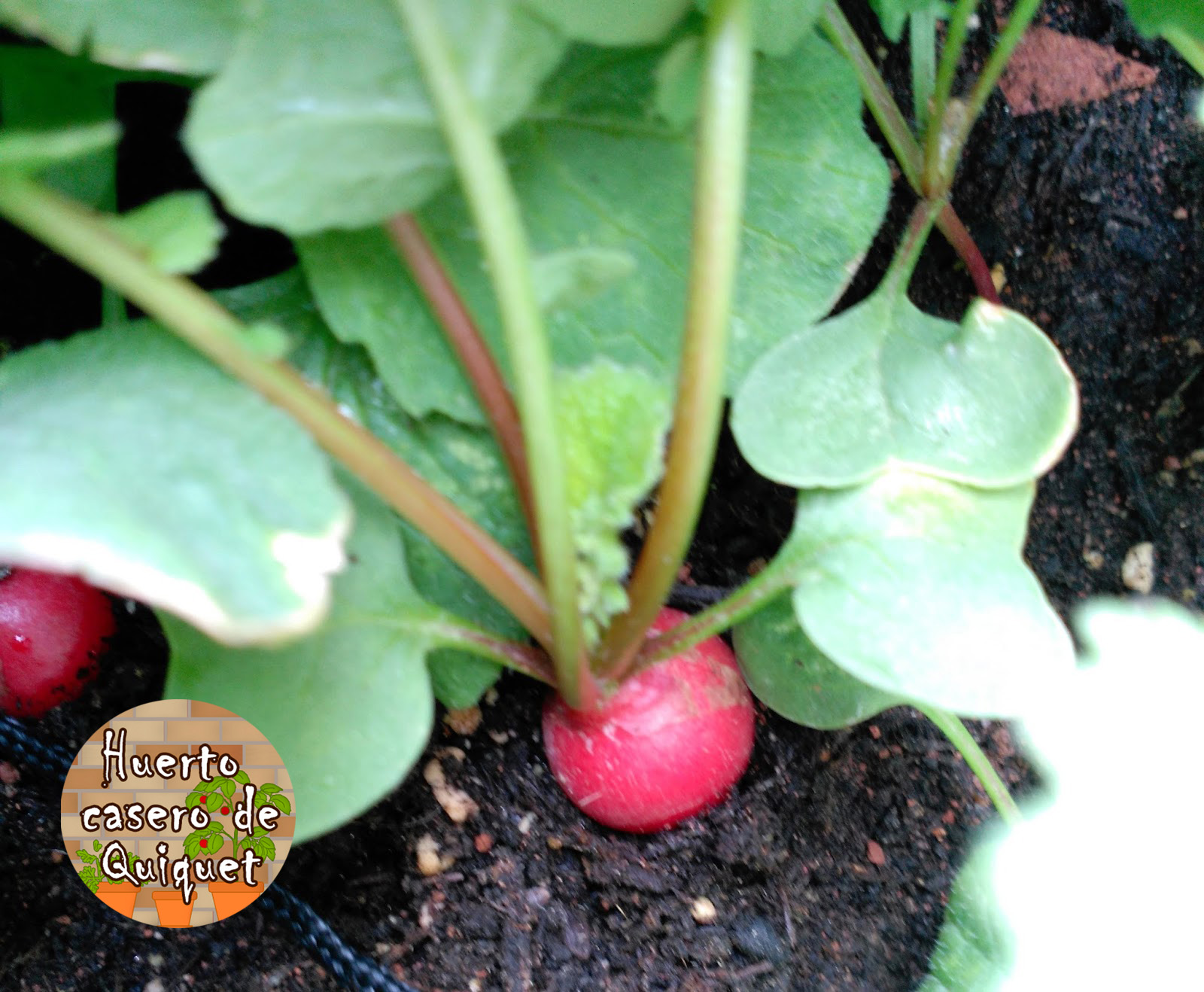Huerto Casero de Quiquet: Como sembrar Rábanos