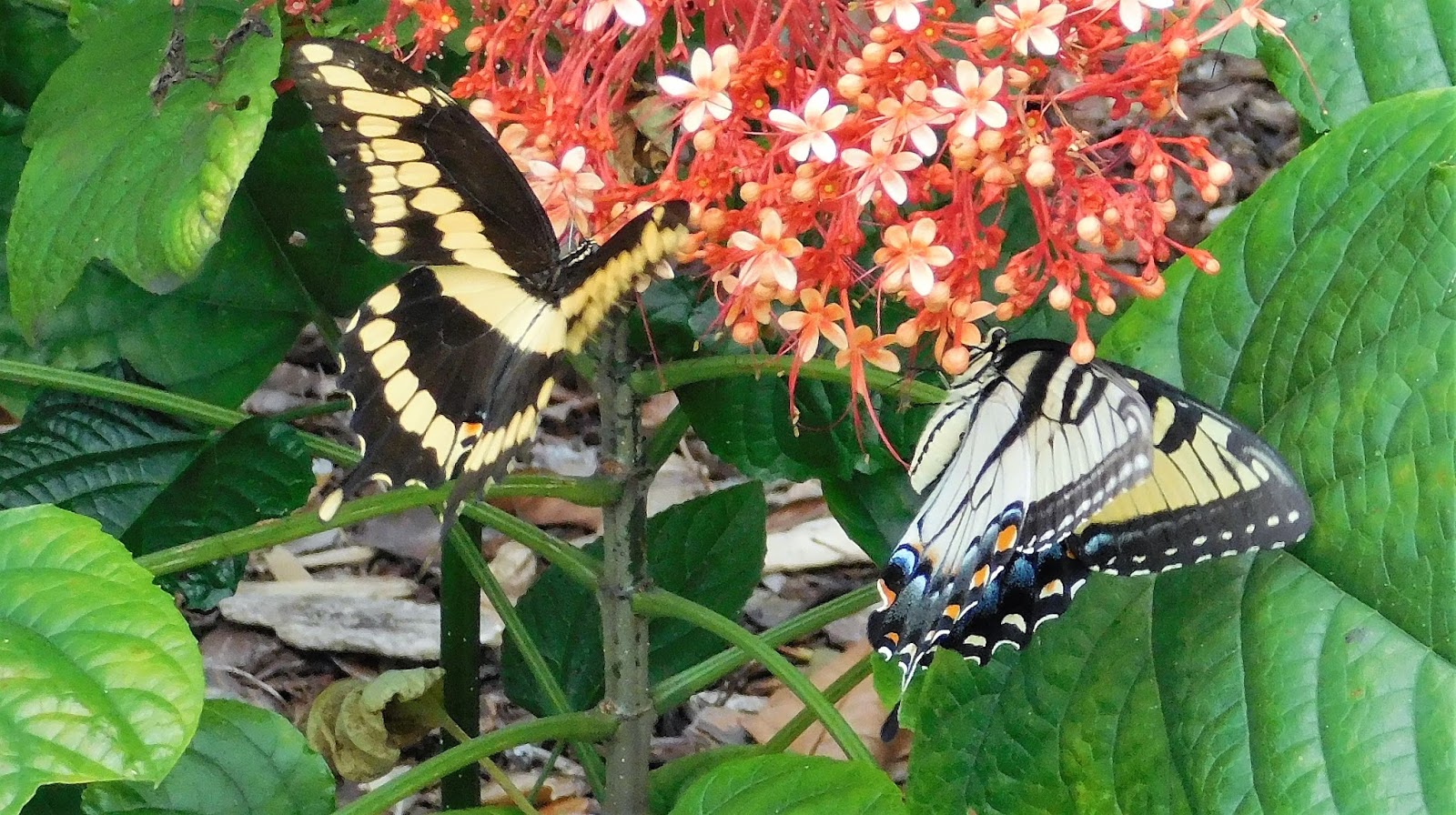 Garden On Fourth Street: Central Florida...Butterflies & Blooms