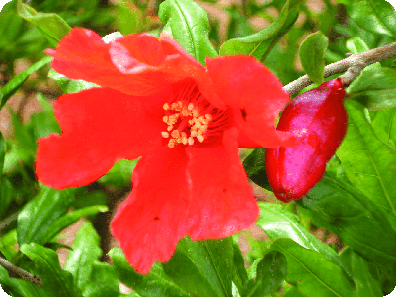 Lalitha sahasranama: 561. Dadimikusumaprabha