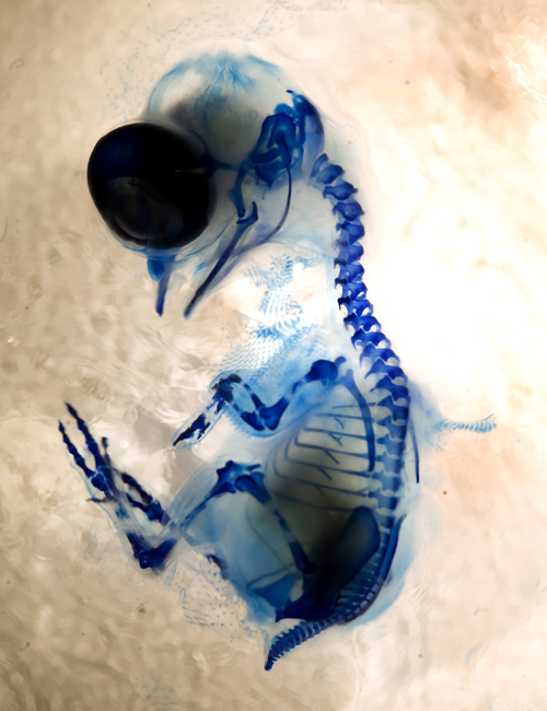 Retro-engineering dinosaurs!: Jack Horner and friends