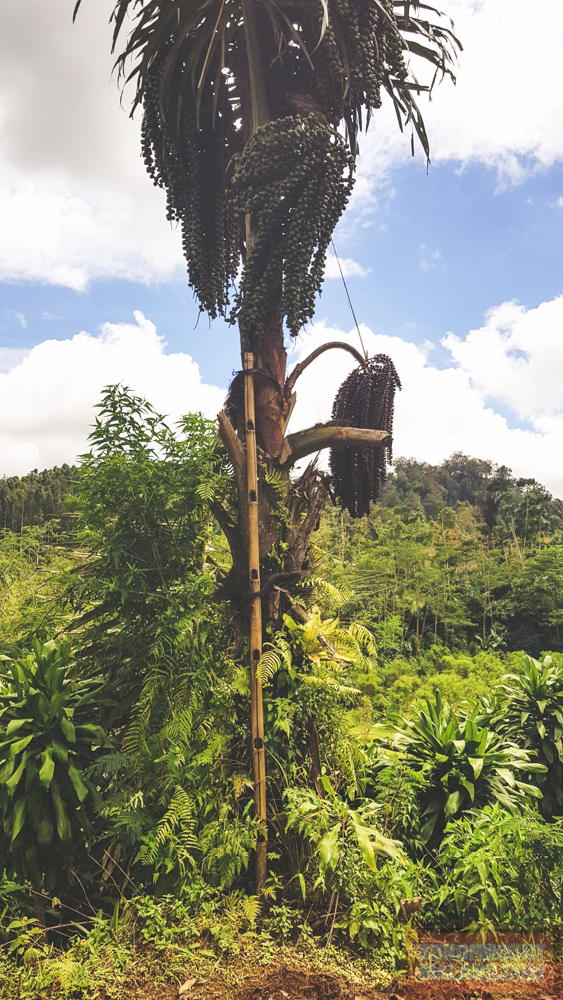 Budidaya Aren : 2019