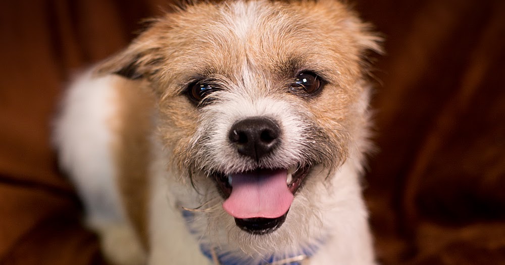 Shelter Dogs of Portland: "HENRY" adorable happy terrier