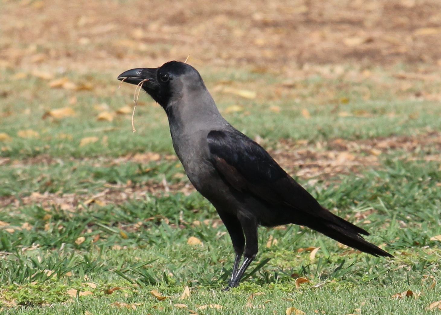 Neil's Daily Bird: 102 : House Crow