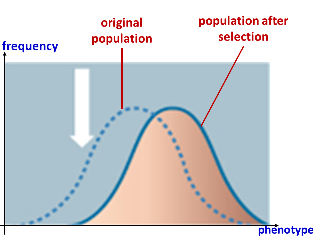 Directional Selection