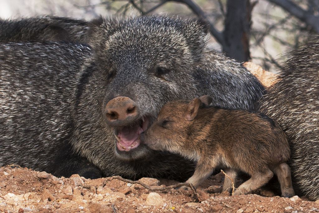 Your Daily Dose of Sabino Canyon: Cute as a javelina's ear