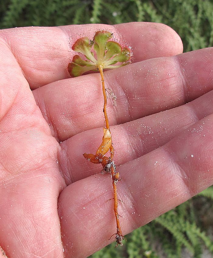 Esperance Wildflowers: Drosera zonaria - Painted Sundew