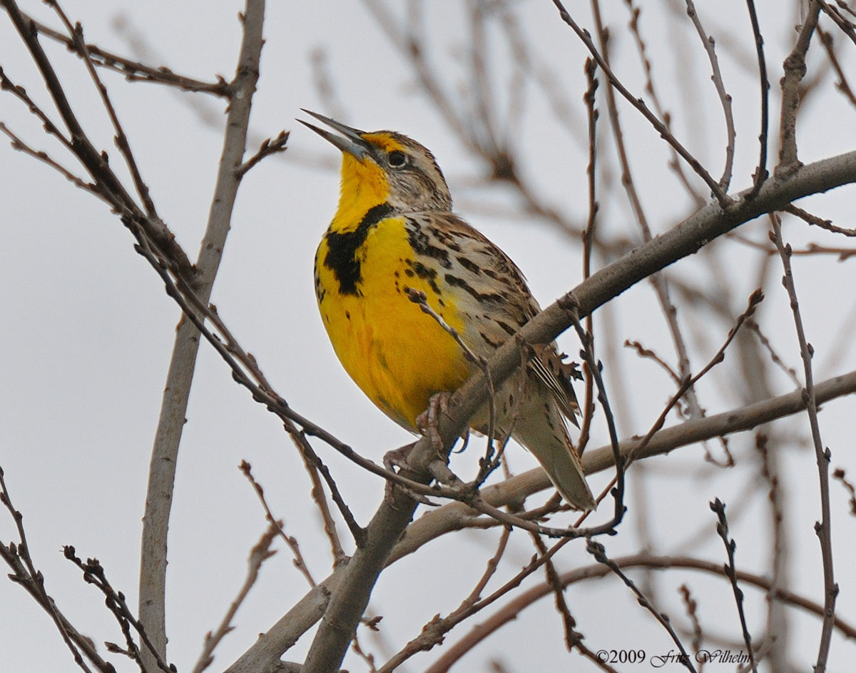 Birds: Western Meadowlark