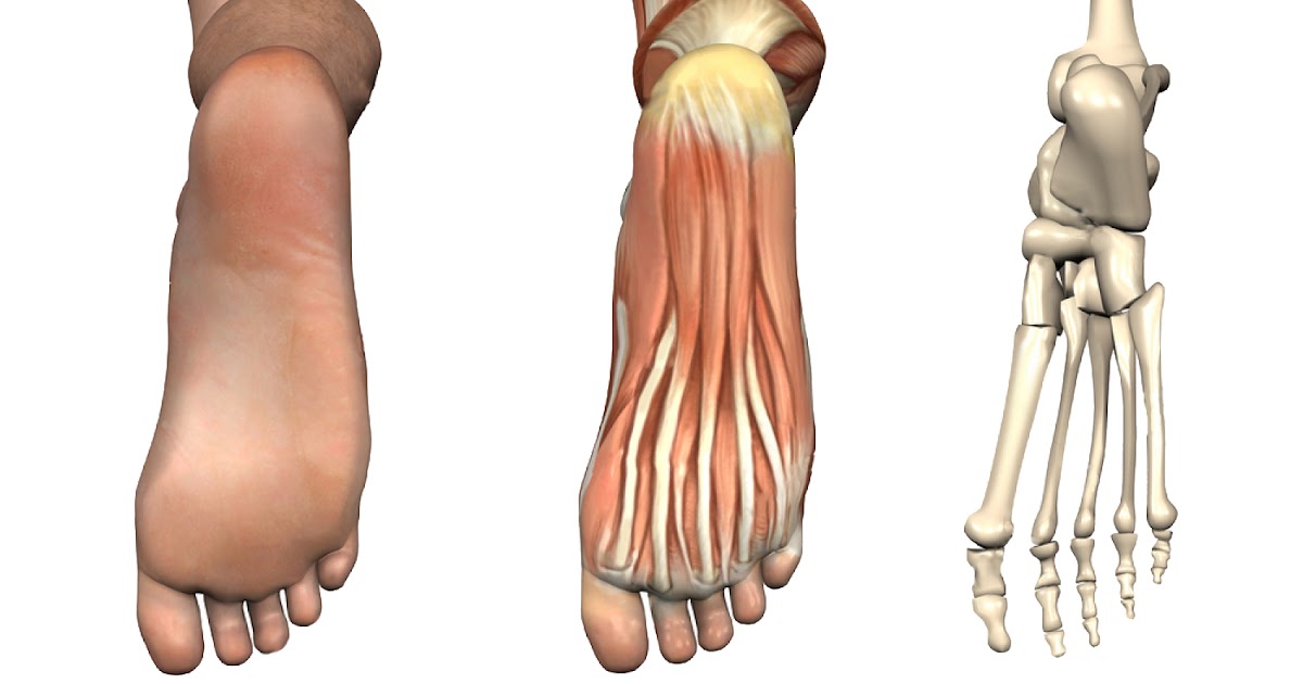 Foot Injuries: Scientific Perspective