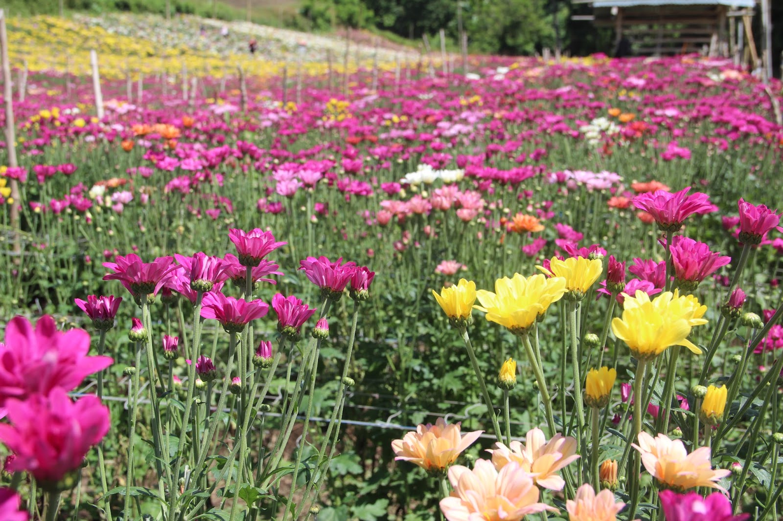 Christine Sells: Edens Flower Farm in Tupi, South Cotabato