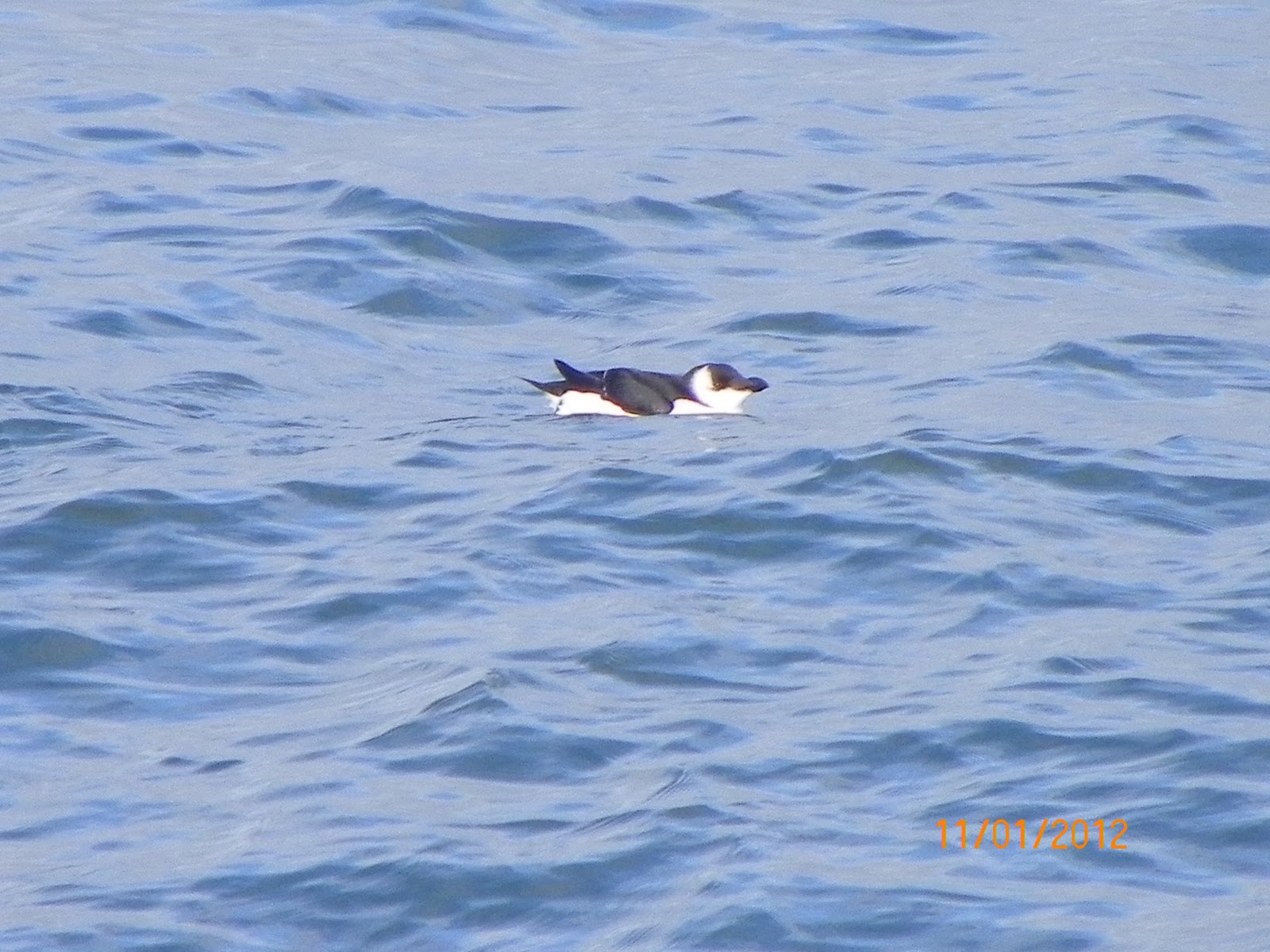 DIGISCOPING desde ASTURIAS: ARAO COMÚN.- Uria aalge
