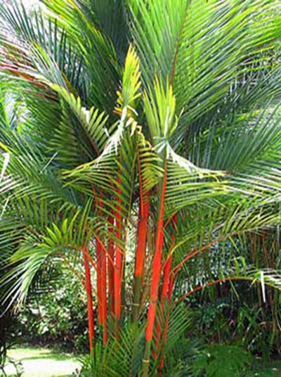 Palem Merah (Cyrtostachis Renda) - Tanaman Hias Lanskap