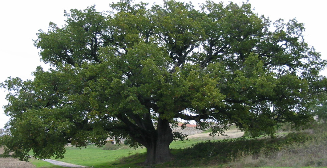 Encinas: origen e historia.: La encina: el árbol mas representativo de ...