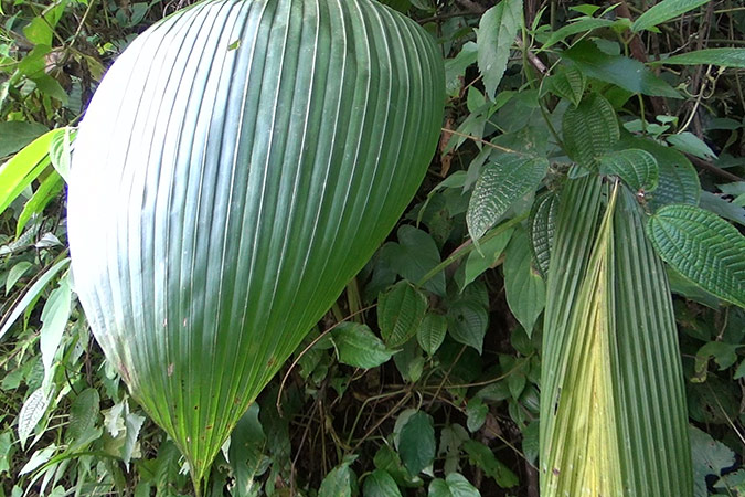 Palm grass (Molineria capitulata)