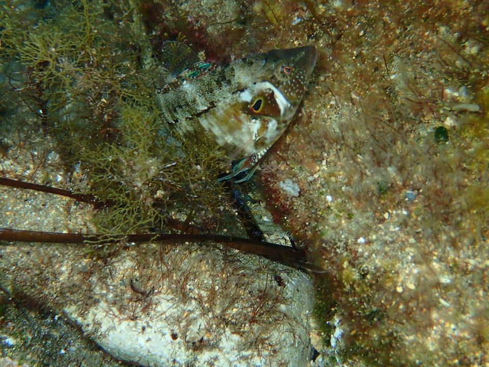 Biodiversity of Cyprus by NGO Protection of the Natural Heritage and ...