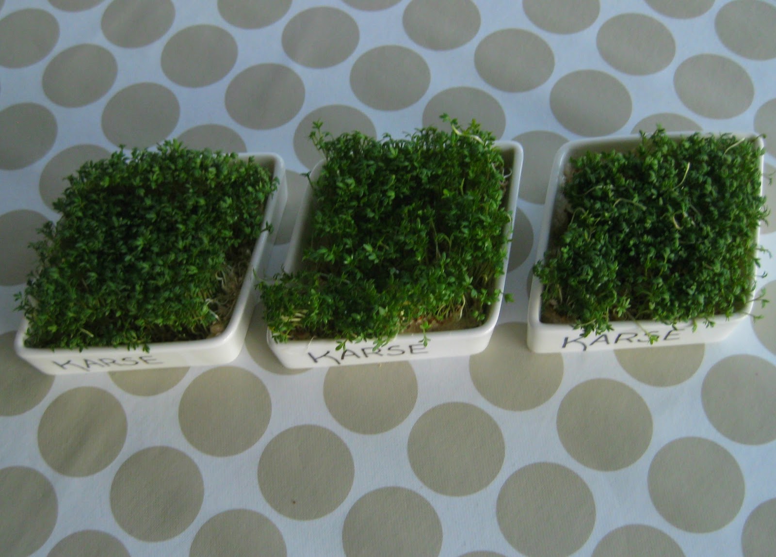 DIY se her hvordan: Duften af karse