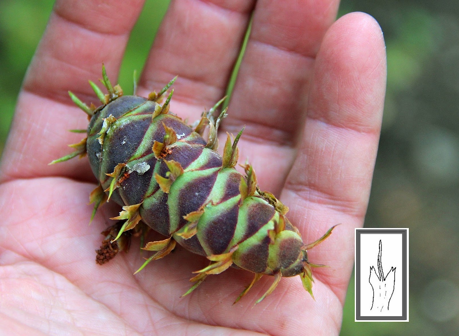 In the Company of Plants and Rocks: Death, Destruction & Douglas Fir
